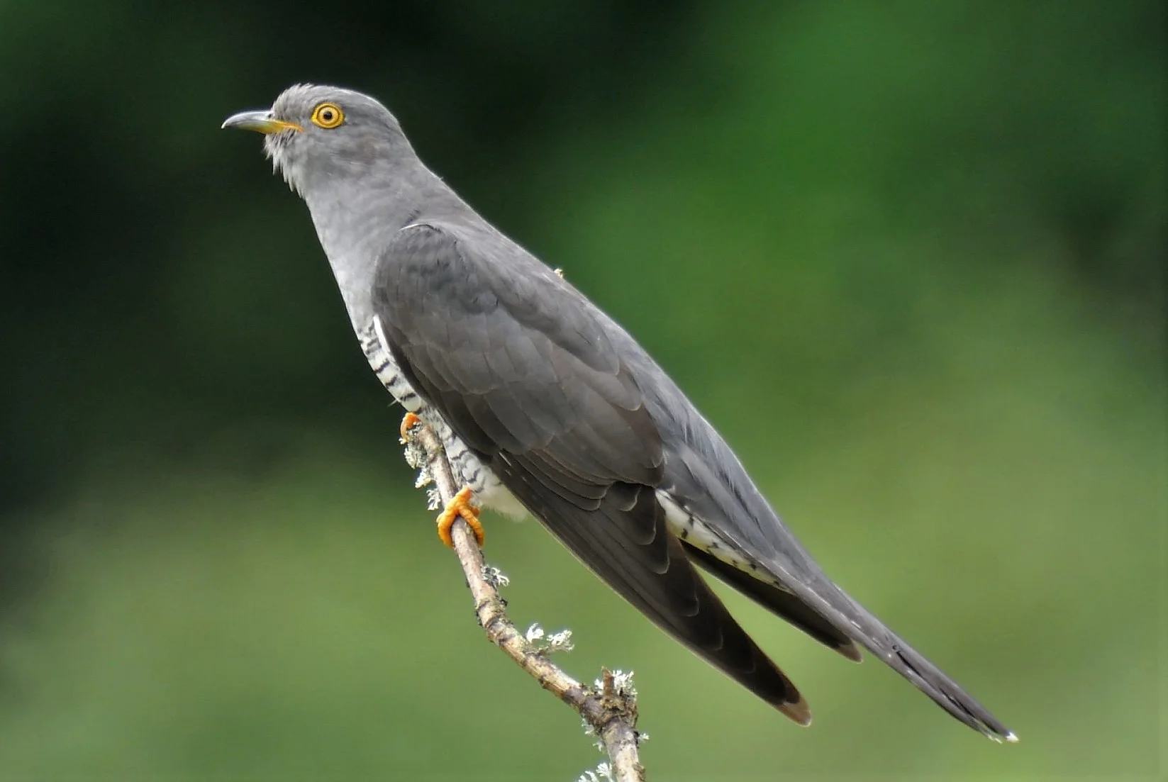 Details : Common Cuckoo - BirdGuides