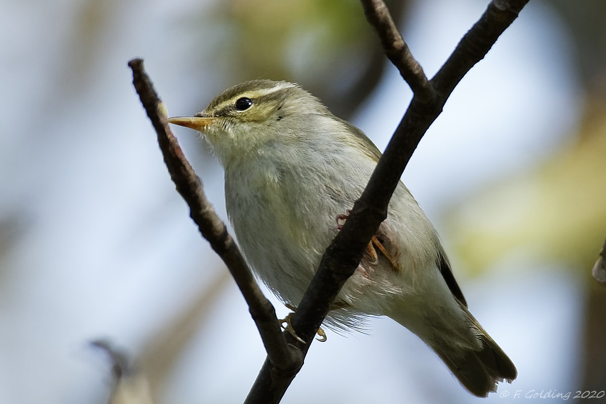 Arctic Warbler by Frank Golding - BirdGuides
