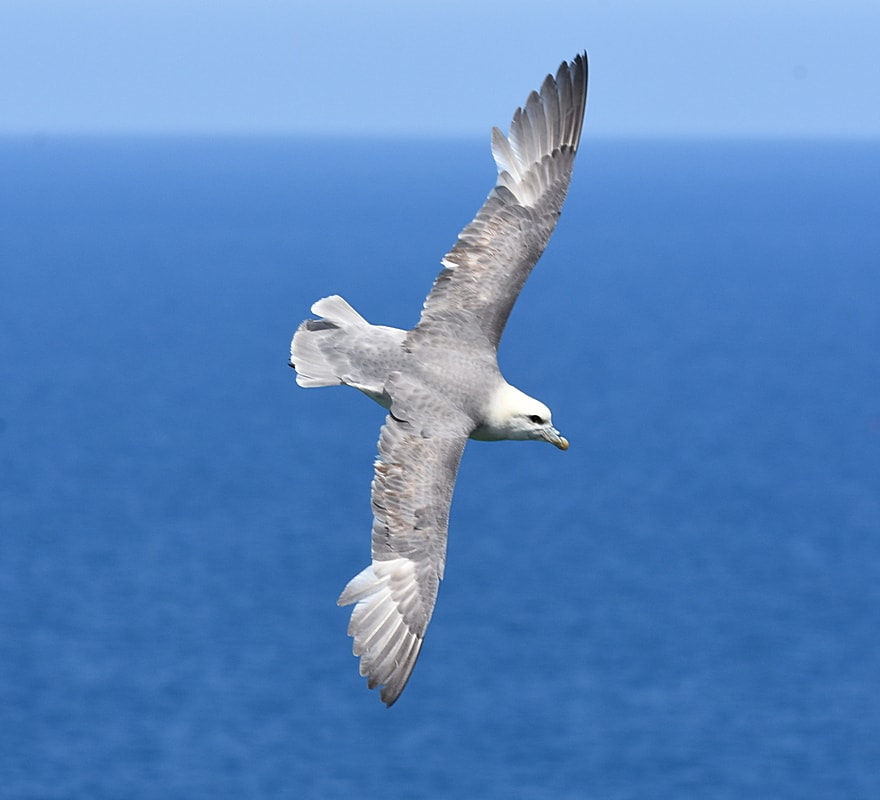 Northern Fulmar by John Rowe - BirdGuides