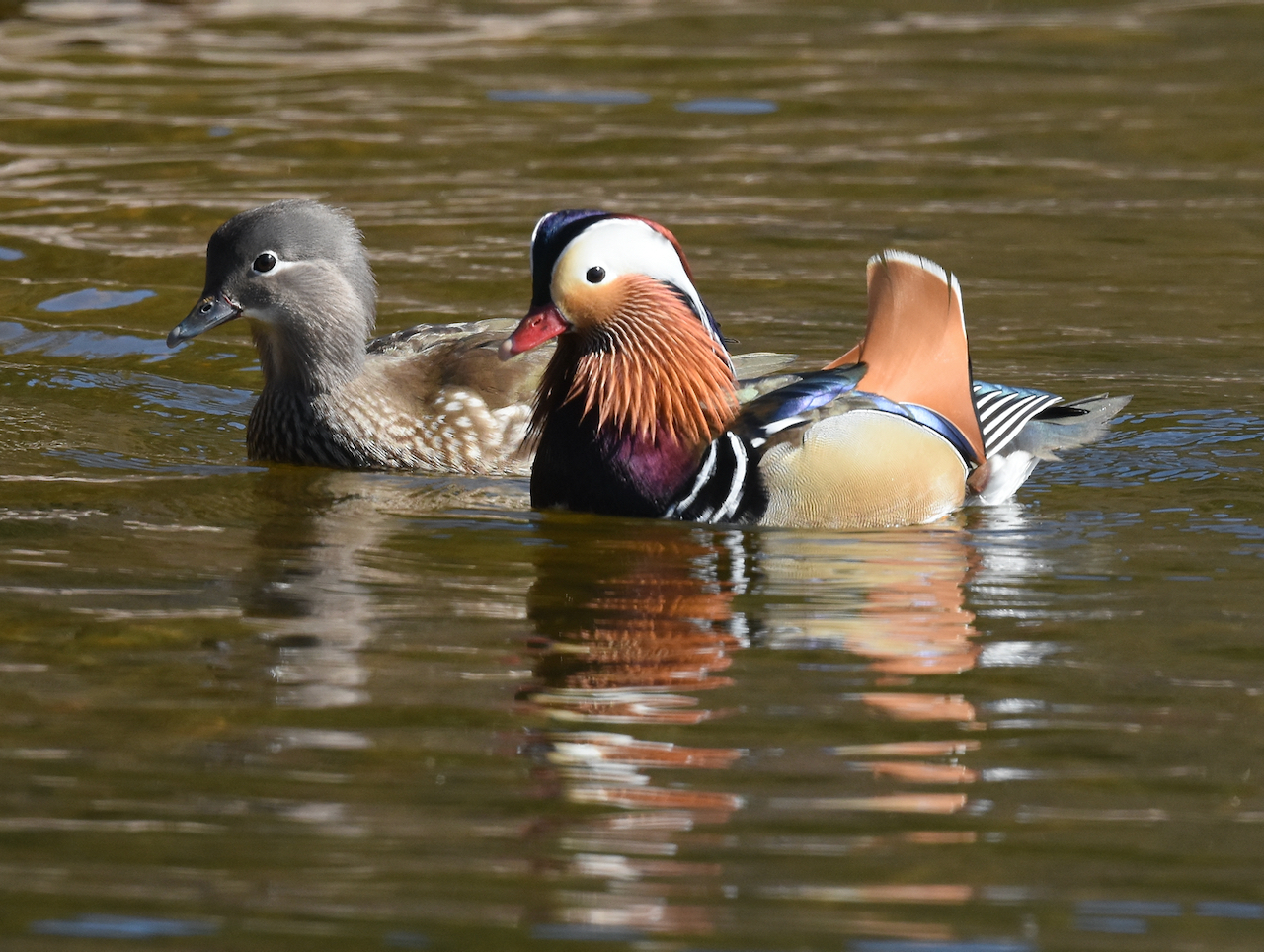 Talkin Tarn Birdwatching Site - BirdGuides
