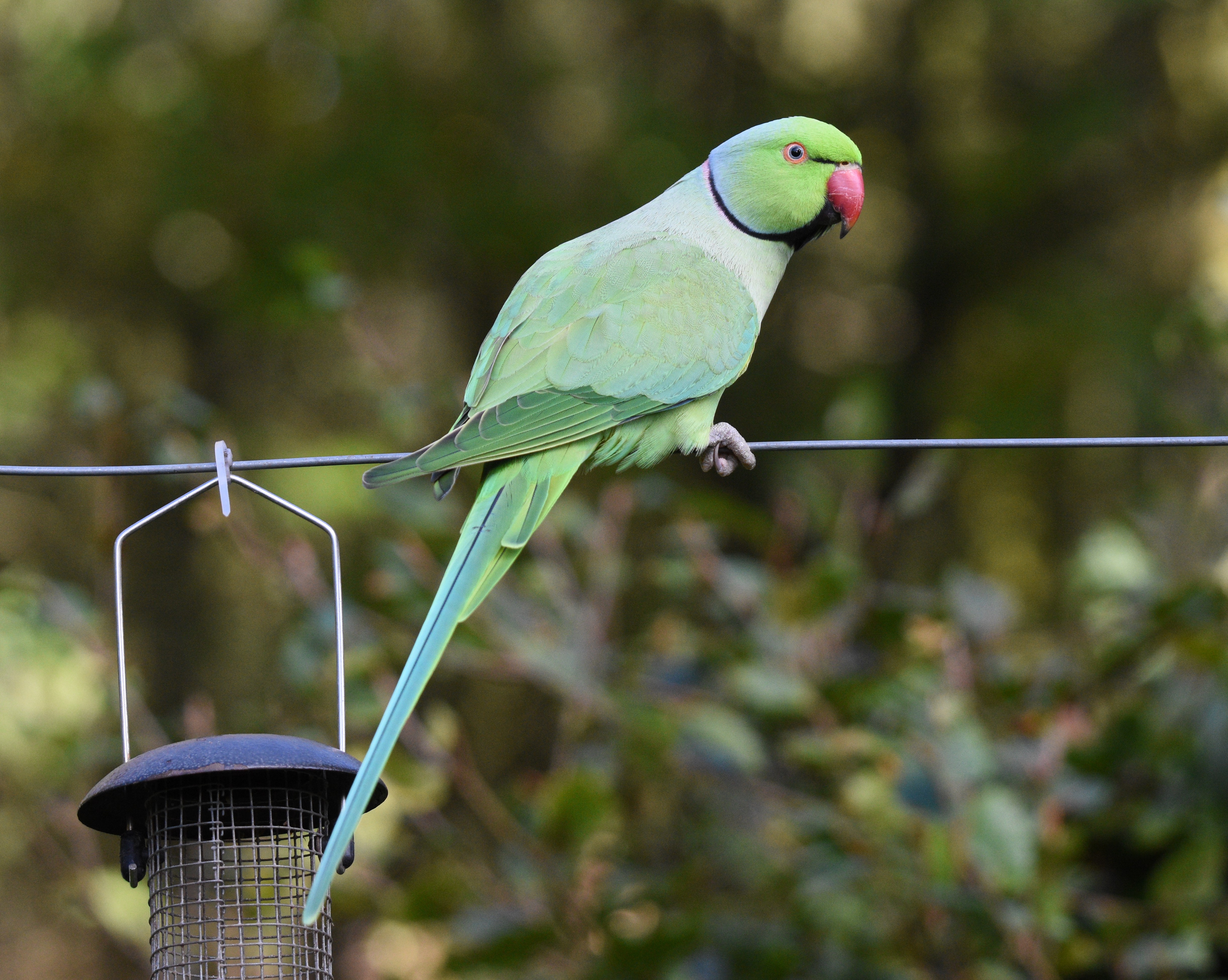 Ring-necked Parakeet by Irene Harrison - BirdGuides