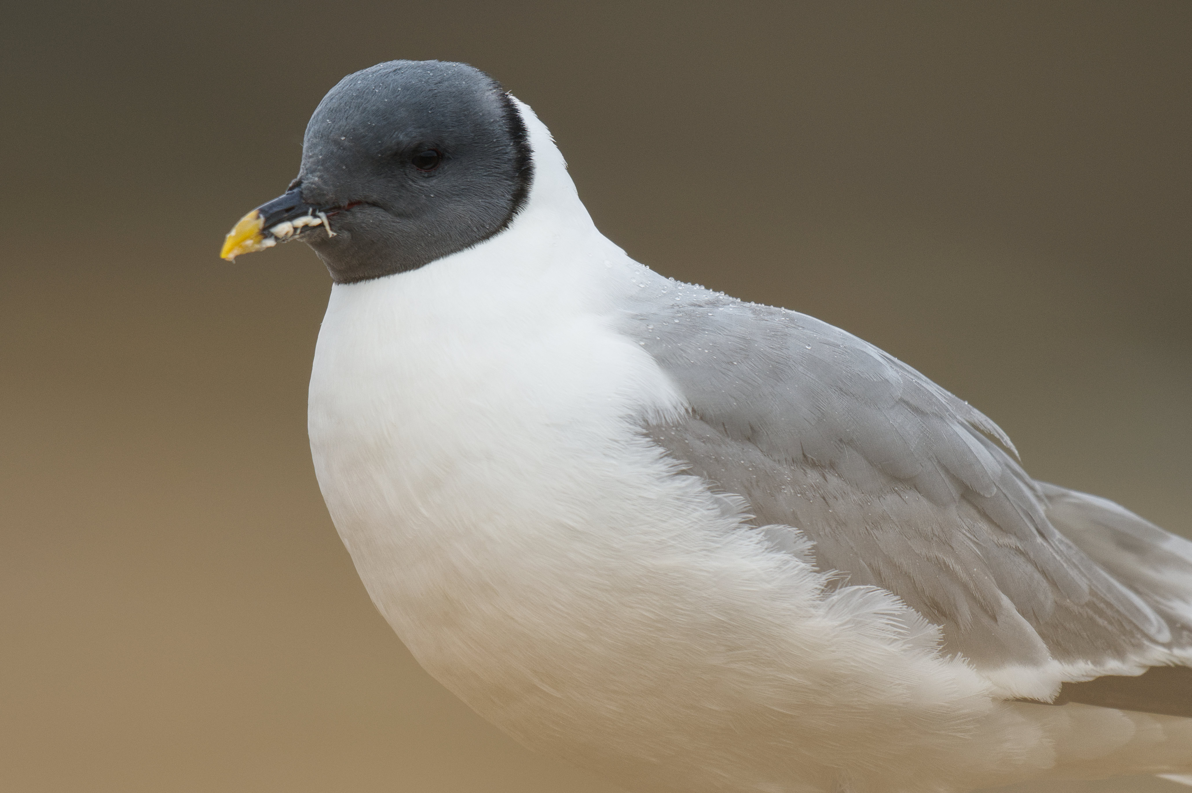 Sabine's Gull by Jonathan Bull - BirdGuides