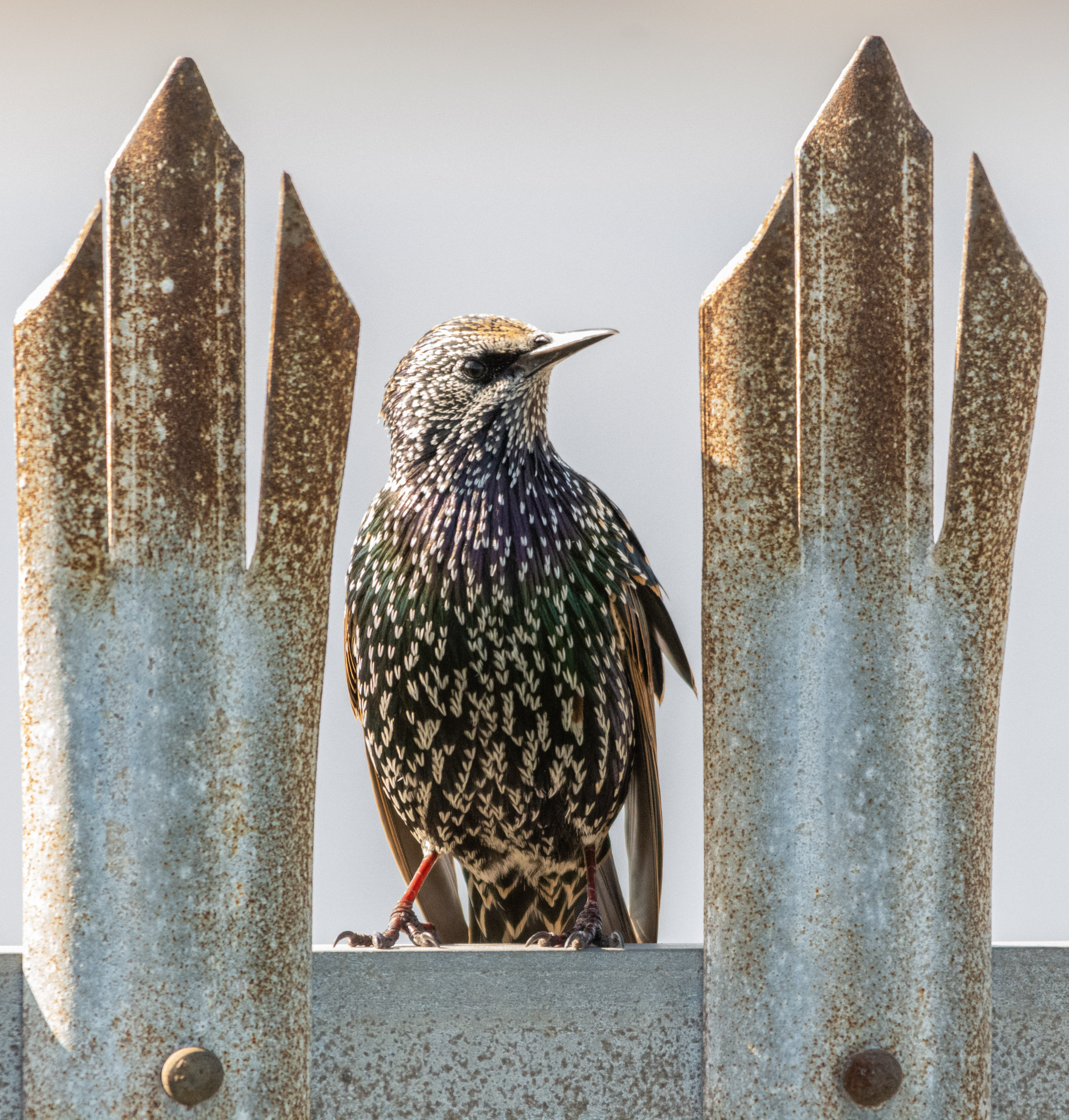 Common Starling by Dale Hanson - BirdGuides