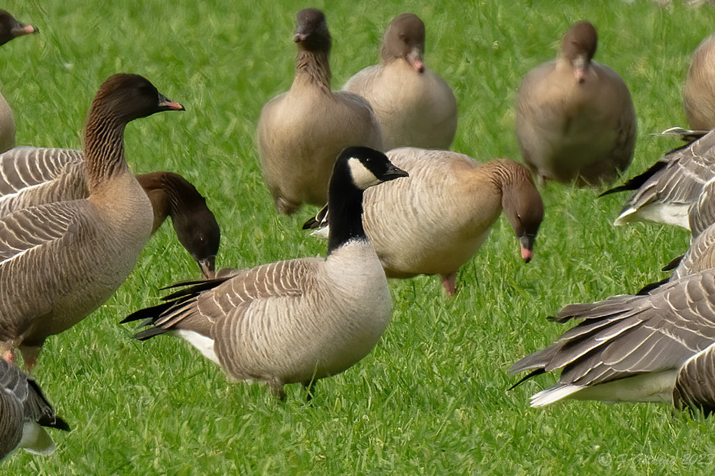 Details : Richardson's Cackling Goose - BirdGuides