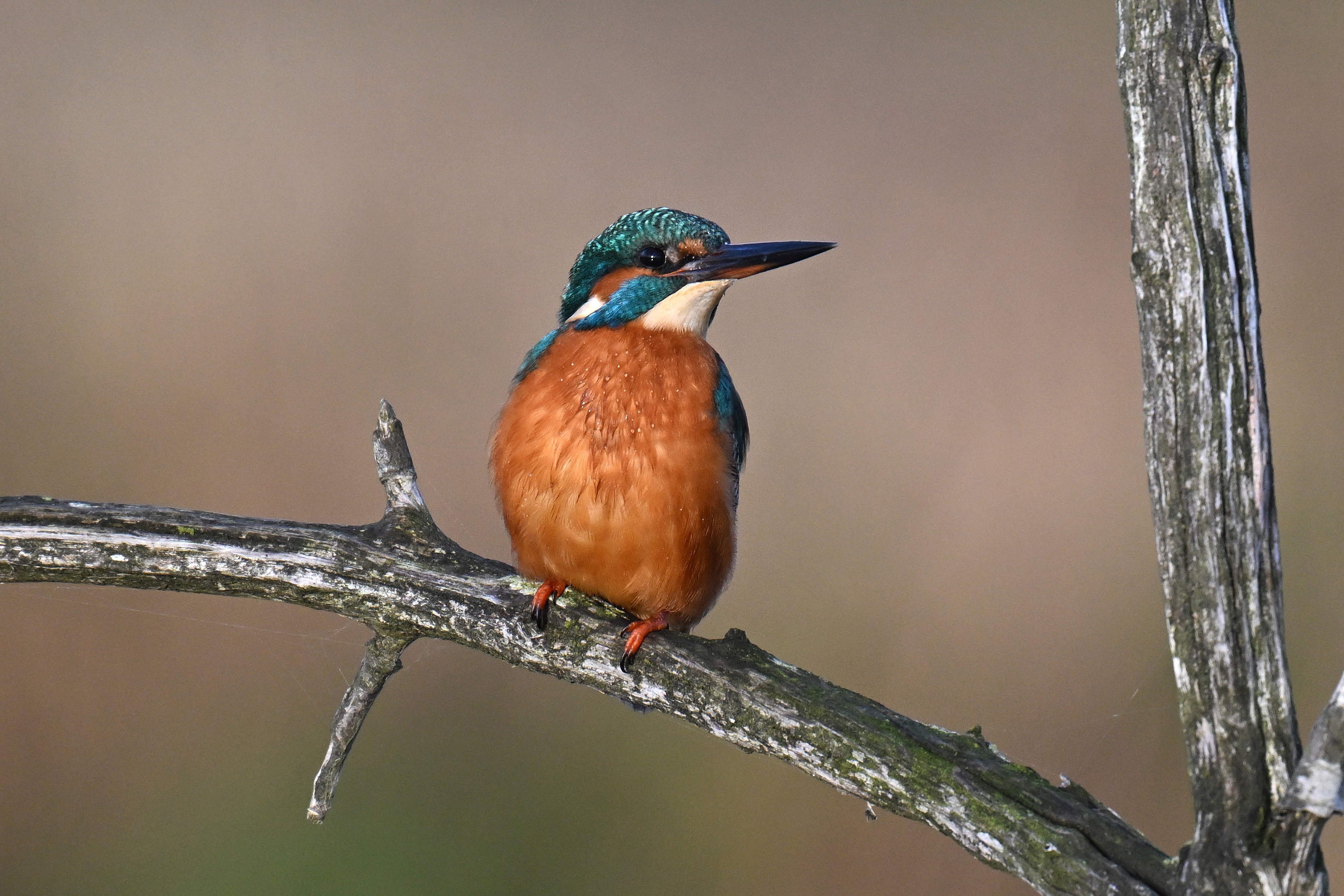 Common Kingfisher by Nick Appleton - BirdGuides