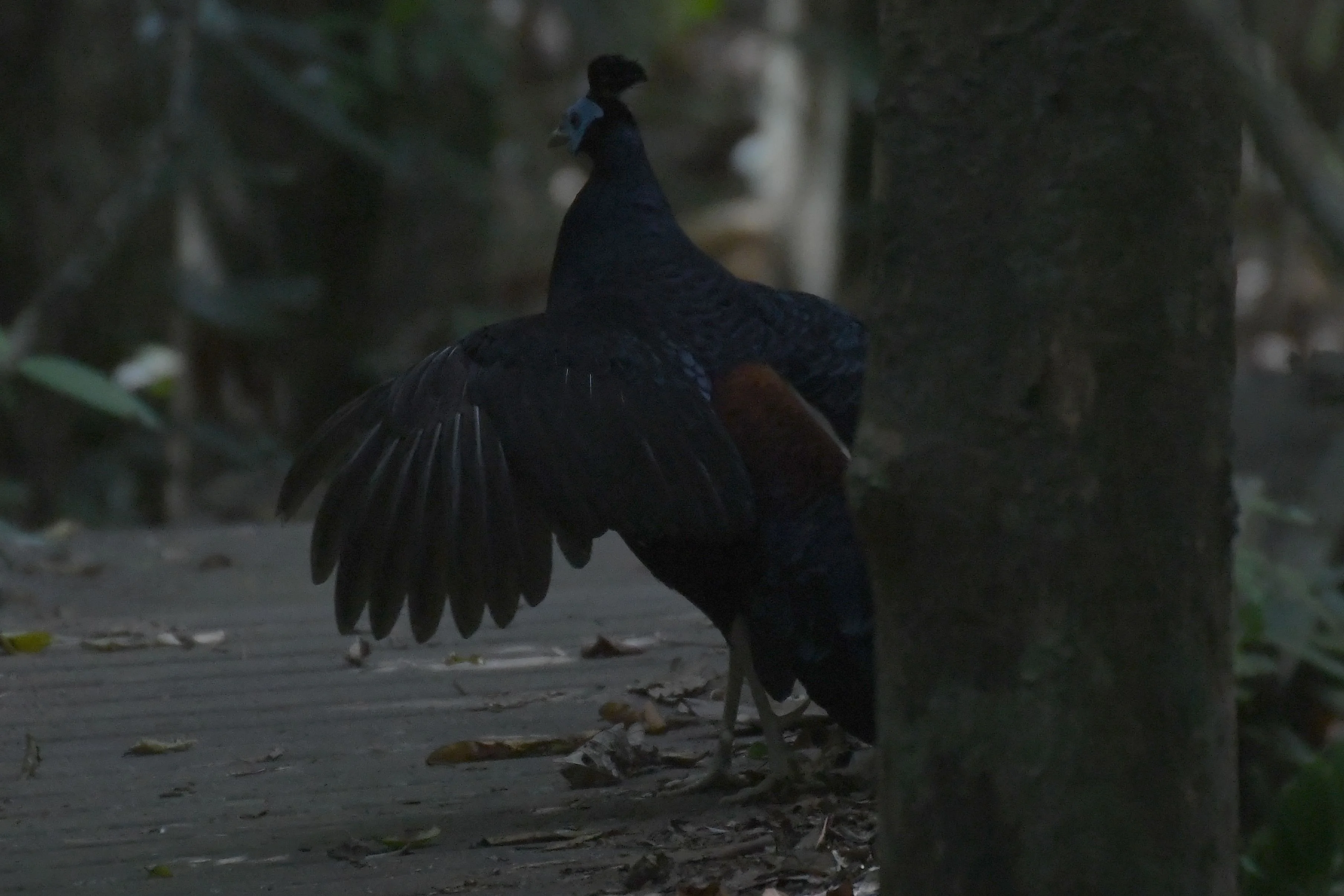 Details : Malayan Crested Fireback - BirdGuides