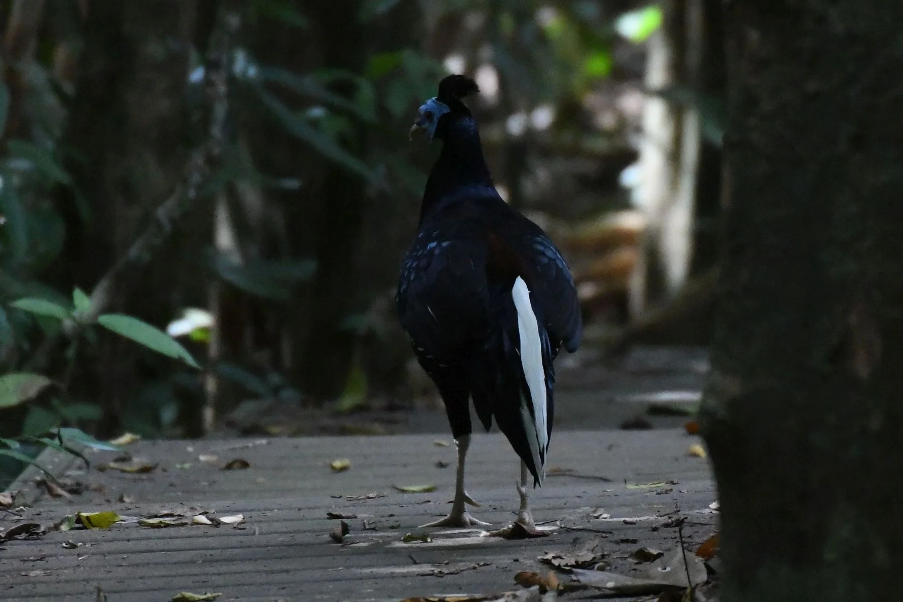 Details : Malayan Crested Fireback - BirdGuides