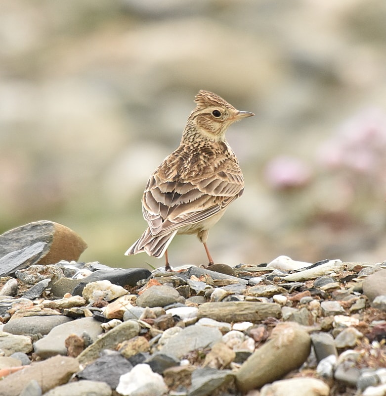 Eurasian Skylark by John Rowe - BirdGuides