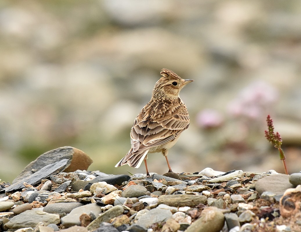 Eurasian Skylark by John Rowe - BirdGuides