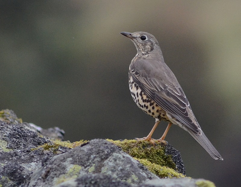 Mistle Thrush by Joe Graham - BirdGuides