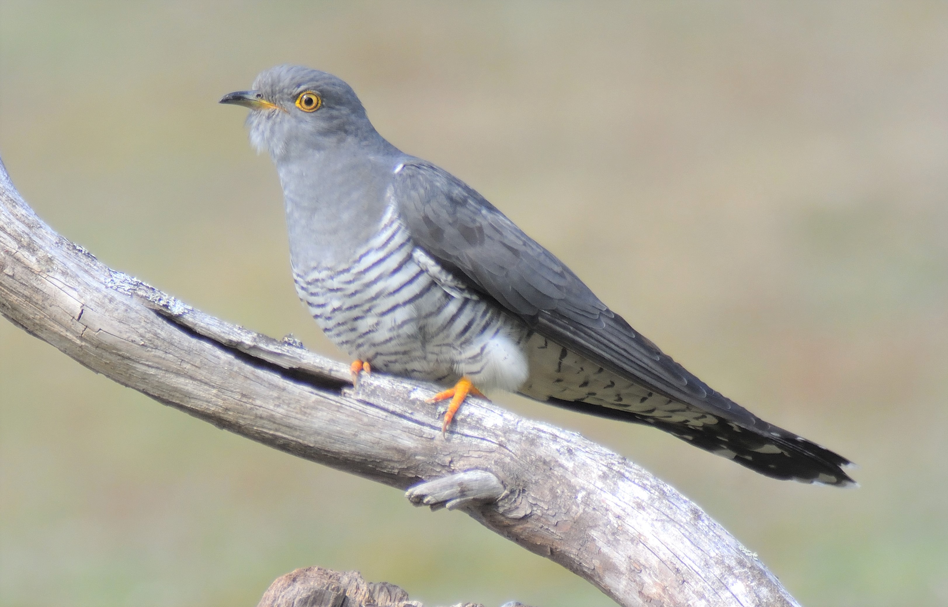 Common Cuckoo by Jonathan Theobald - BirdGuides