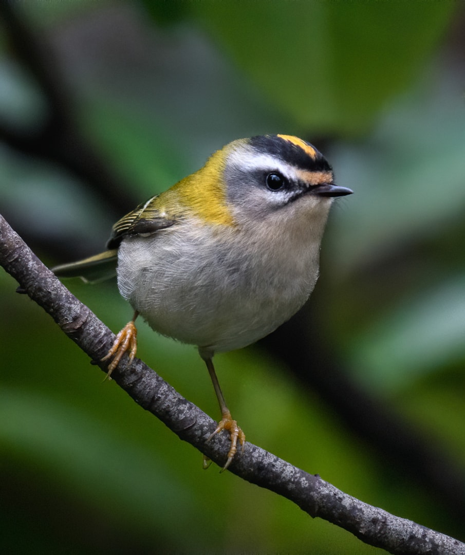 Firecrest by Peter Howlett - BirdGuides