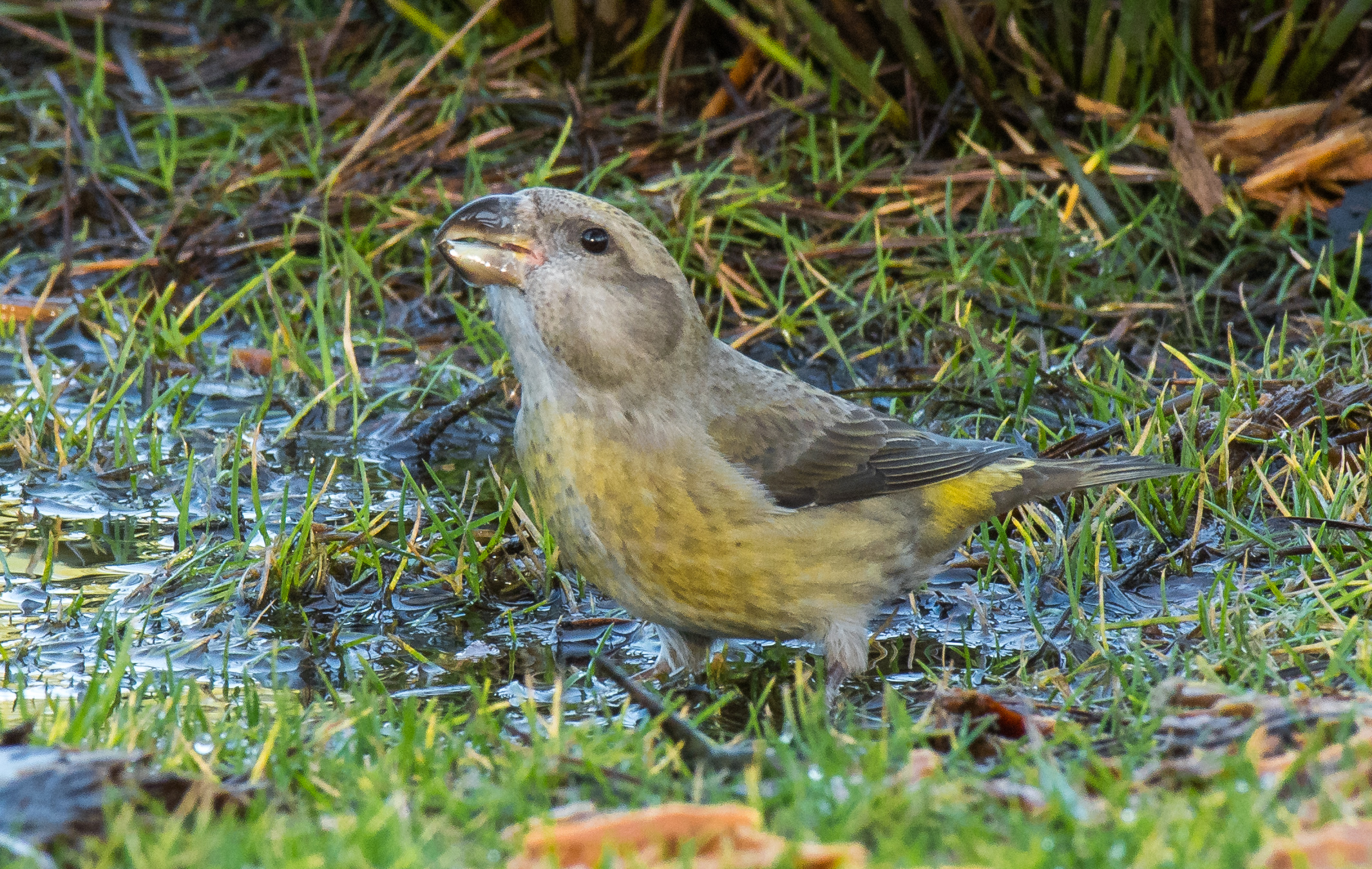 Parrot Crossbill by Les Cater - BirdGuides
