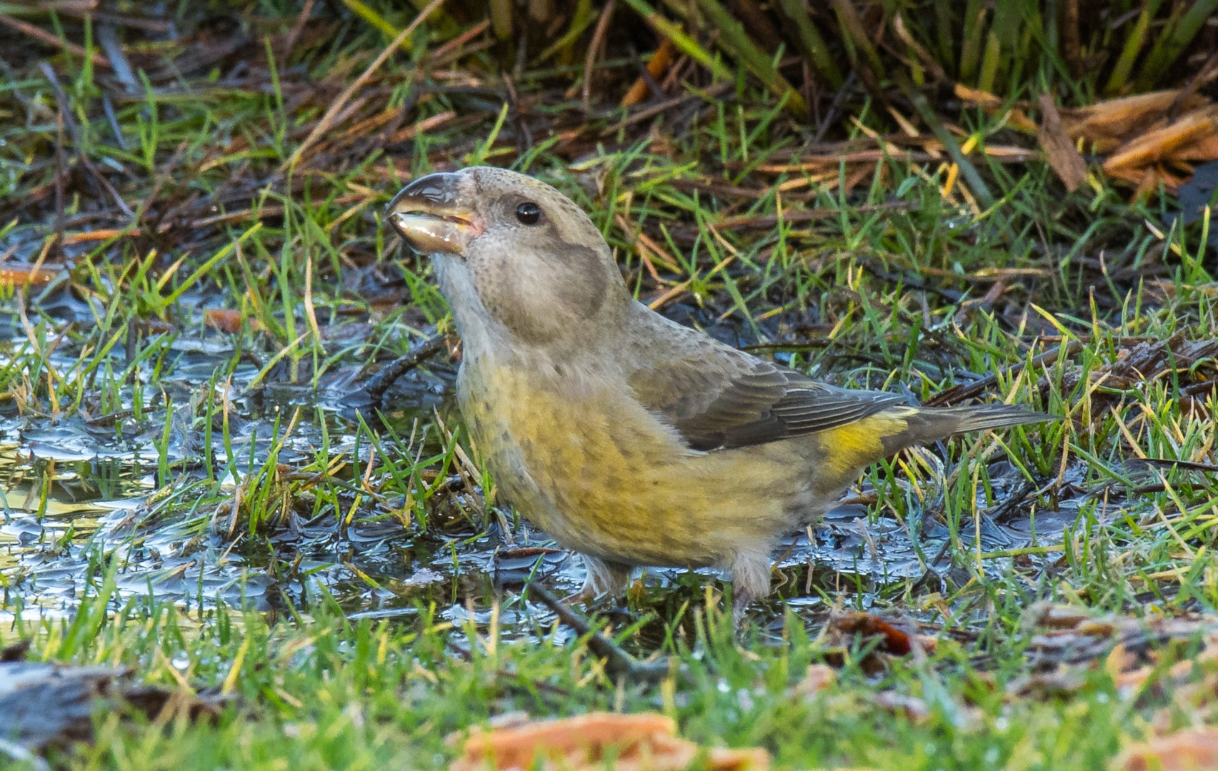 Parrot Crossbill by Les Cater - BirdGuides