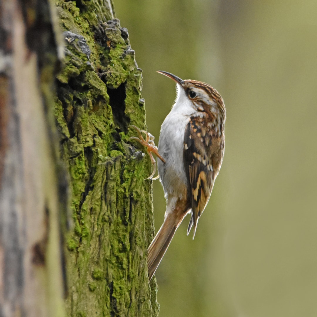 Eurasian Treecreeper by Neil Loverock - BirdGuides