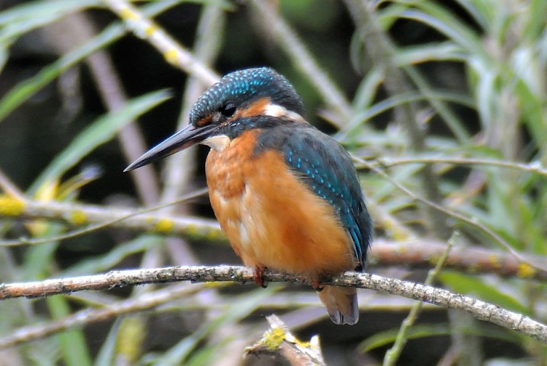Common Kingfisher by Jon Theobald - BirdGuides