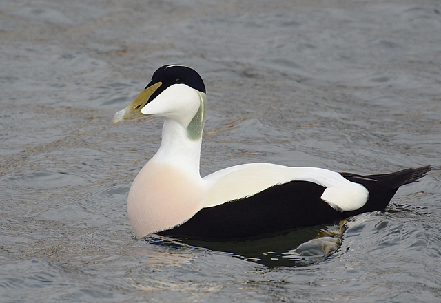 Details : Northern Eider - BirdGuides