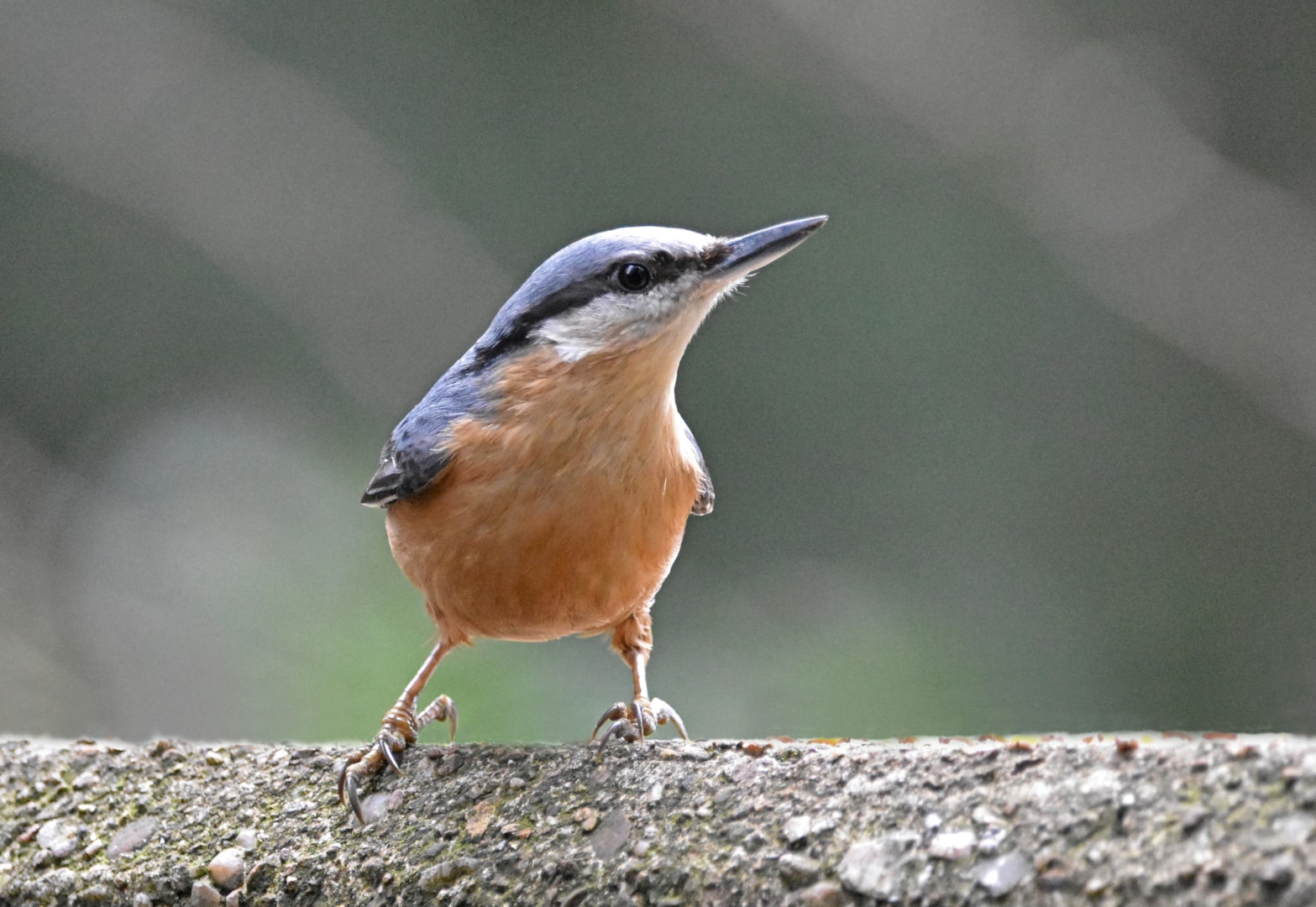Eurasian Nuthatch by Neil Loverock - BirdGuides