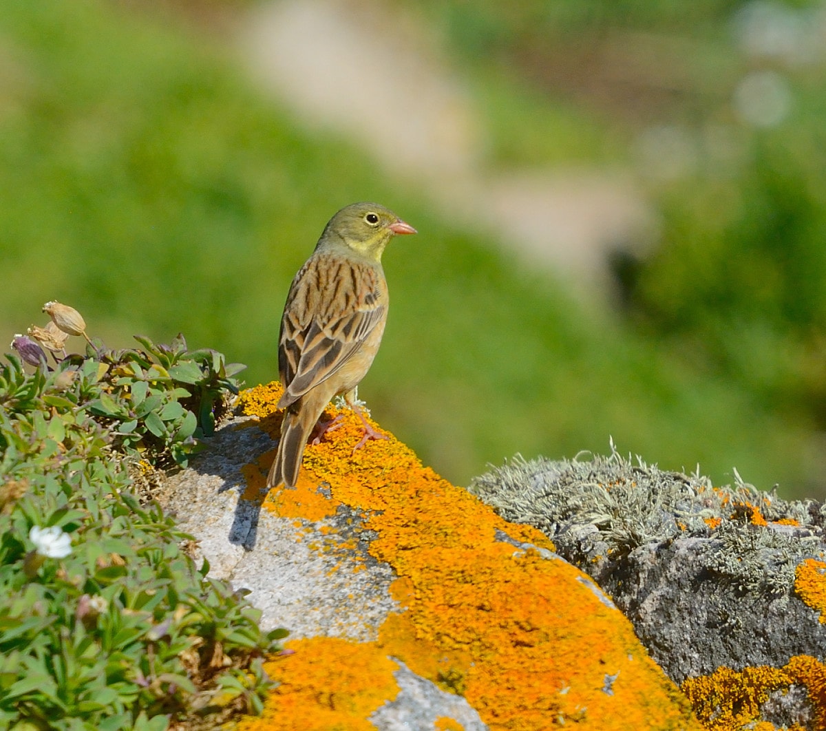 Ortolan Bunting by Gerard Murray - BirdGuides