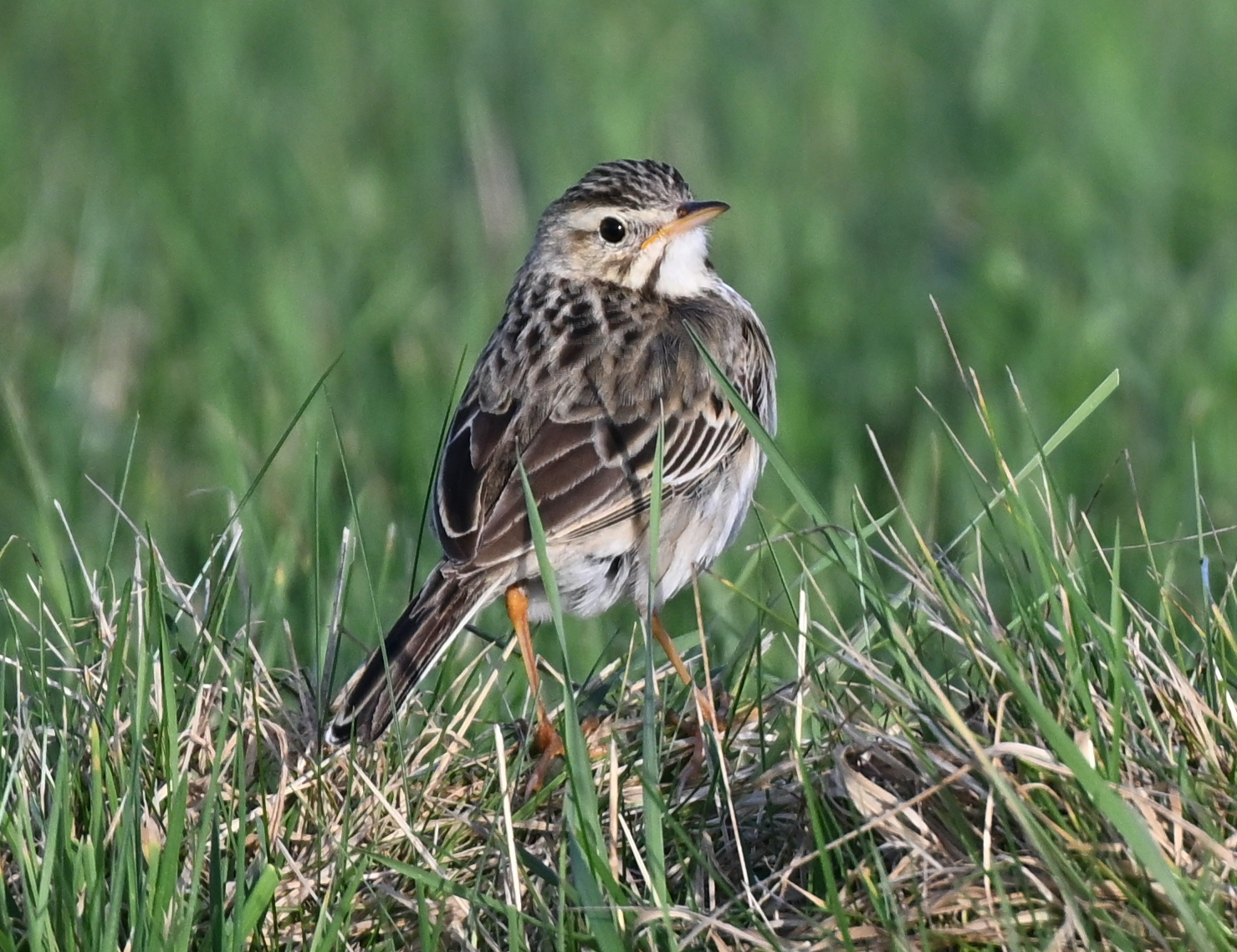 Richard's Pipit by Roger Ridley - BirdGuides