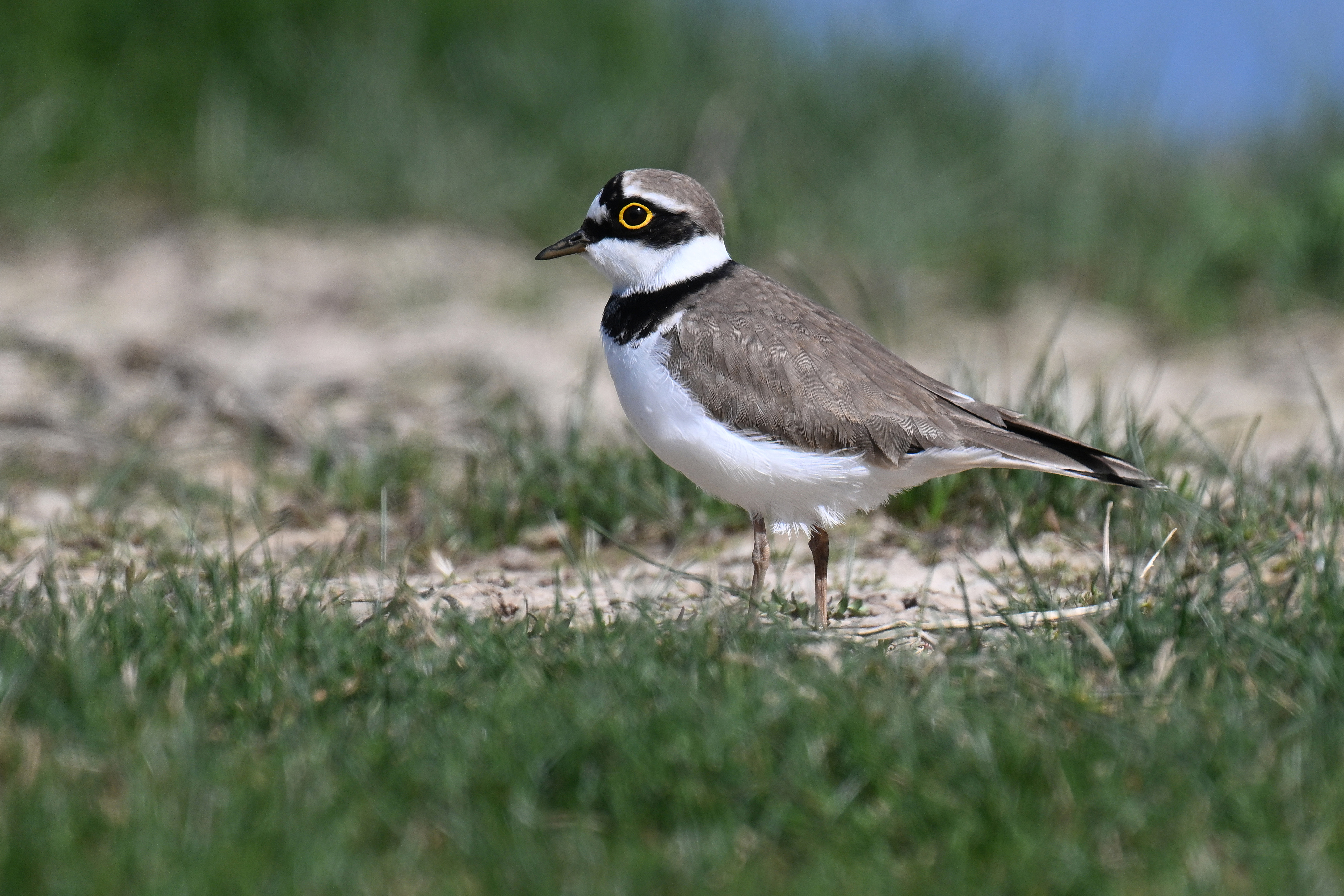 Little Ringed Plover by Nick Appleton - BirdGuides
