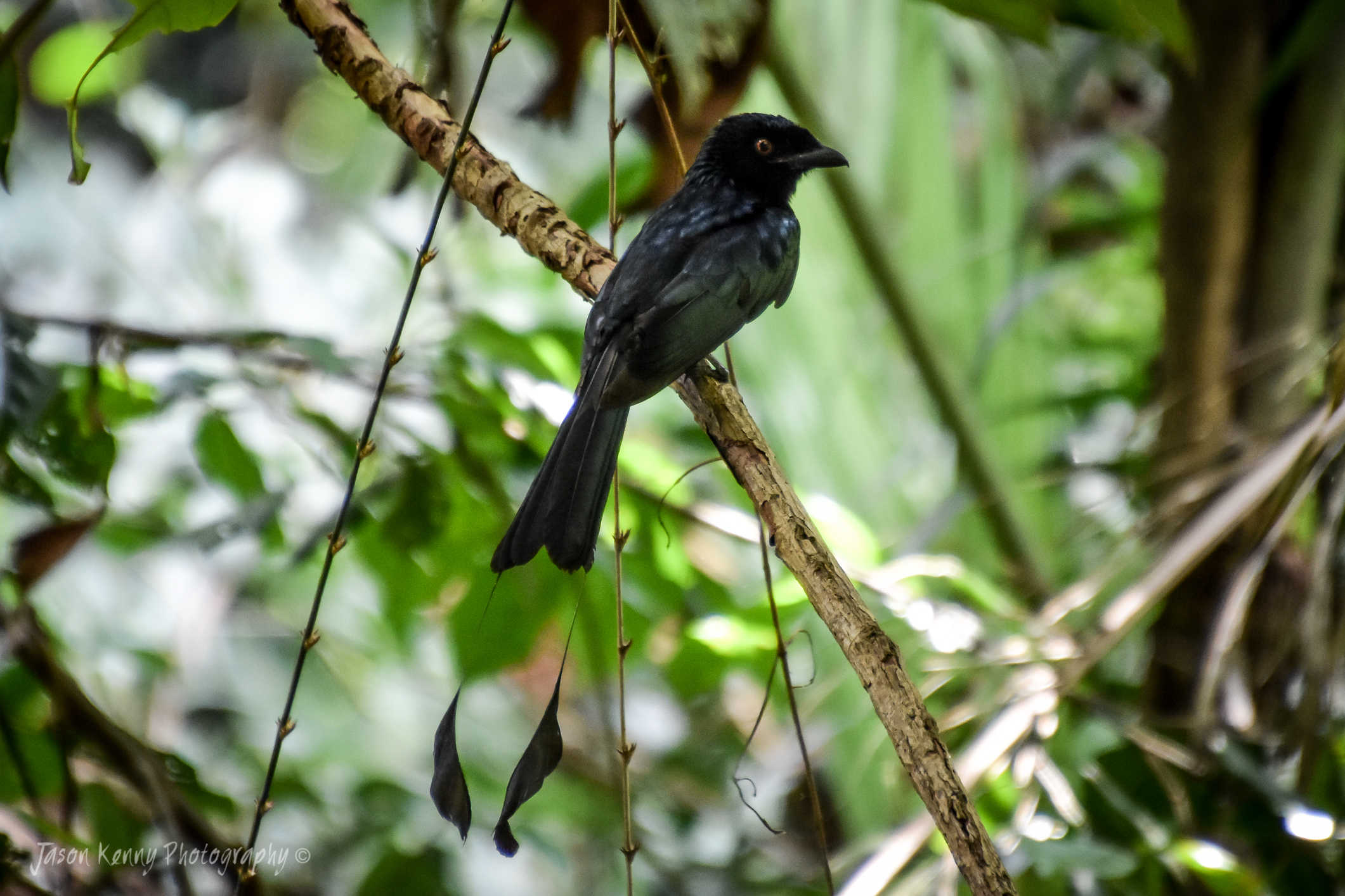 Details : Greater Racket-tailed Drongo - BirdGuides