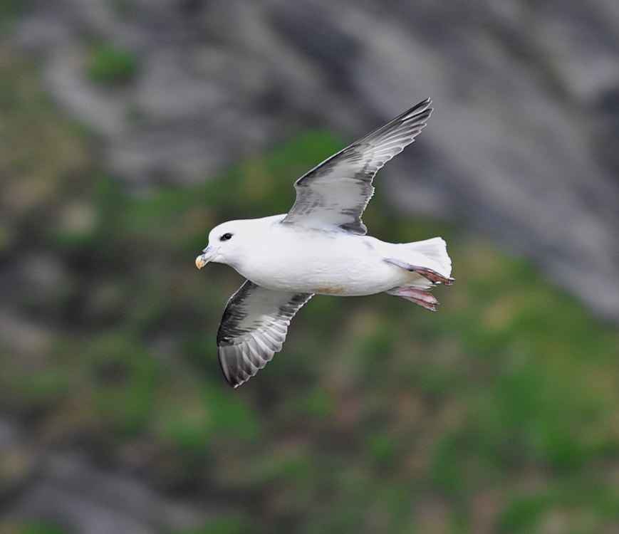 Northern Fulmar by John Rowe - BirdGuides