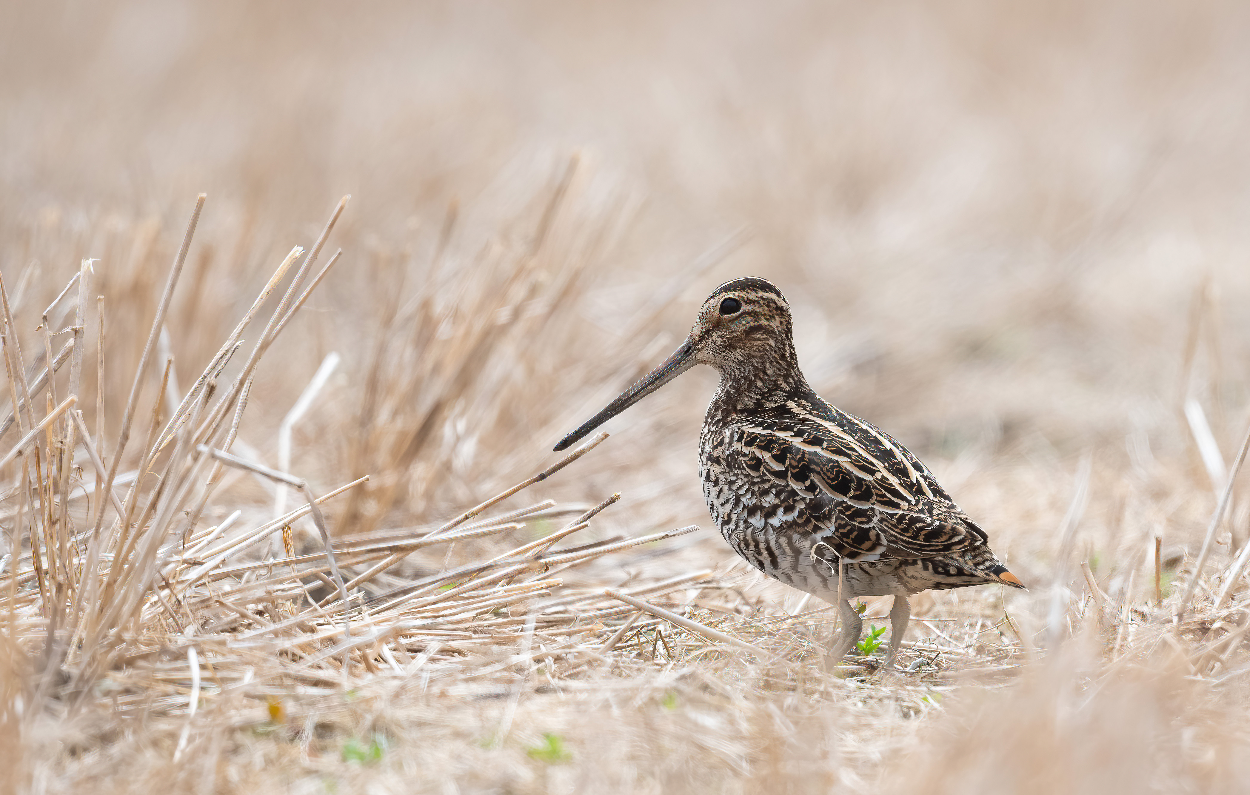 Great Snipe by Éric Roualet - BirdGuides