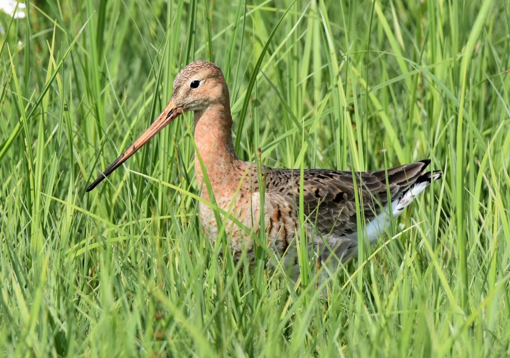 Rescue effort to save godwit eggs - BirdGuides
