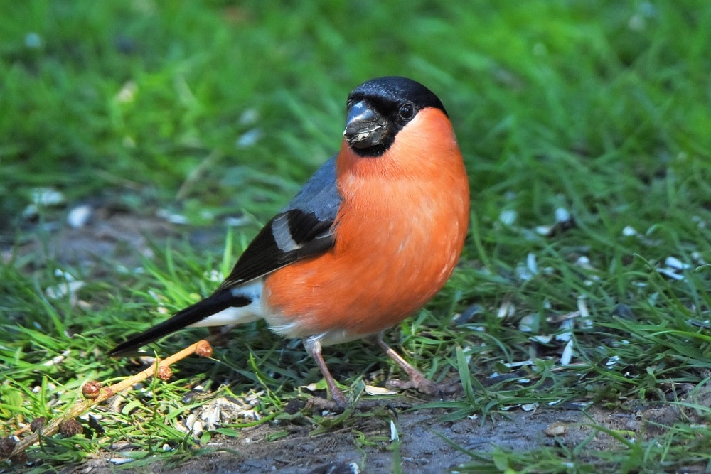 Eurasian Bullfinch by Irene Harrison - BirdGuides