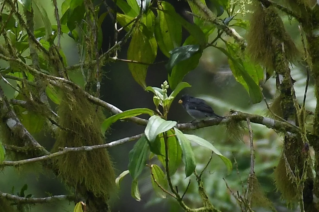 Details : Grey Seedeater - BirdGuides