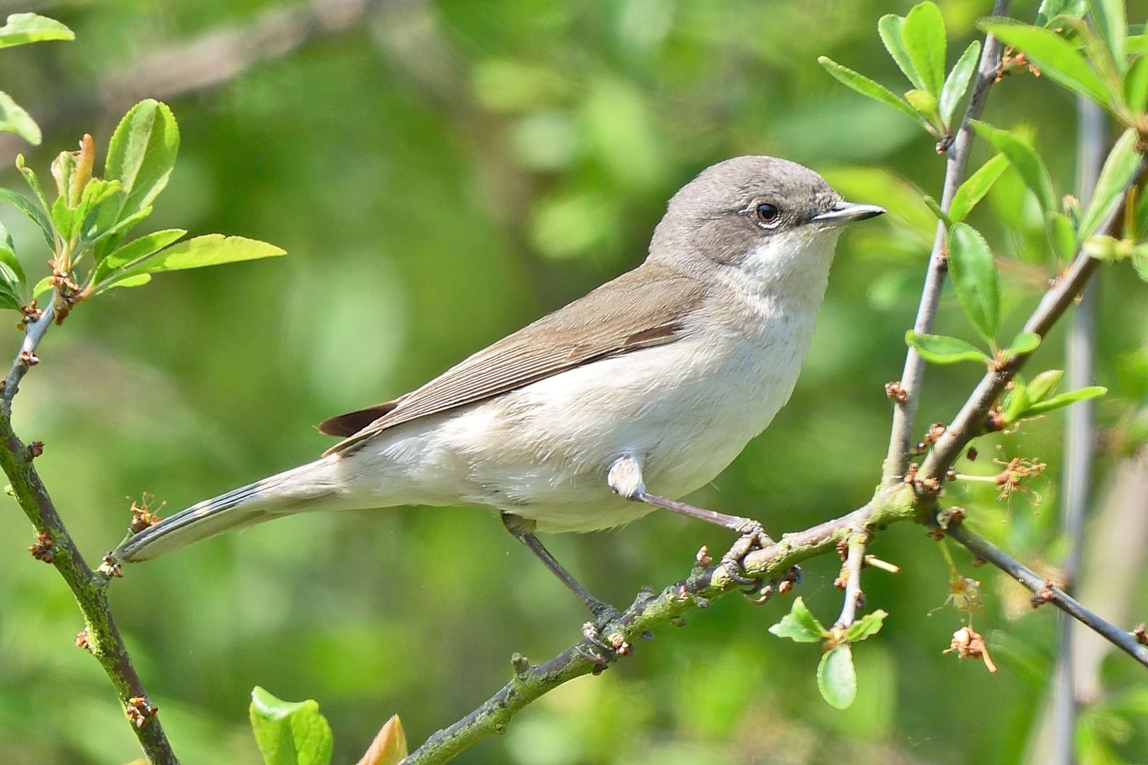 Lesser Whitethroat by Neil Rendall - BirdGuides