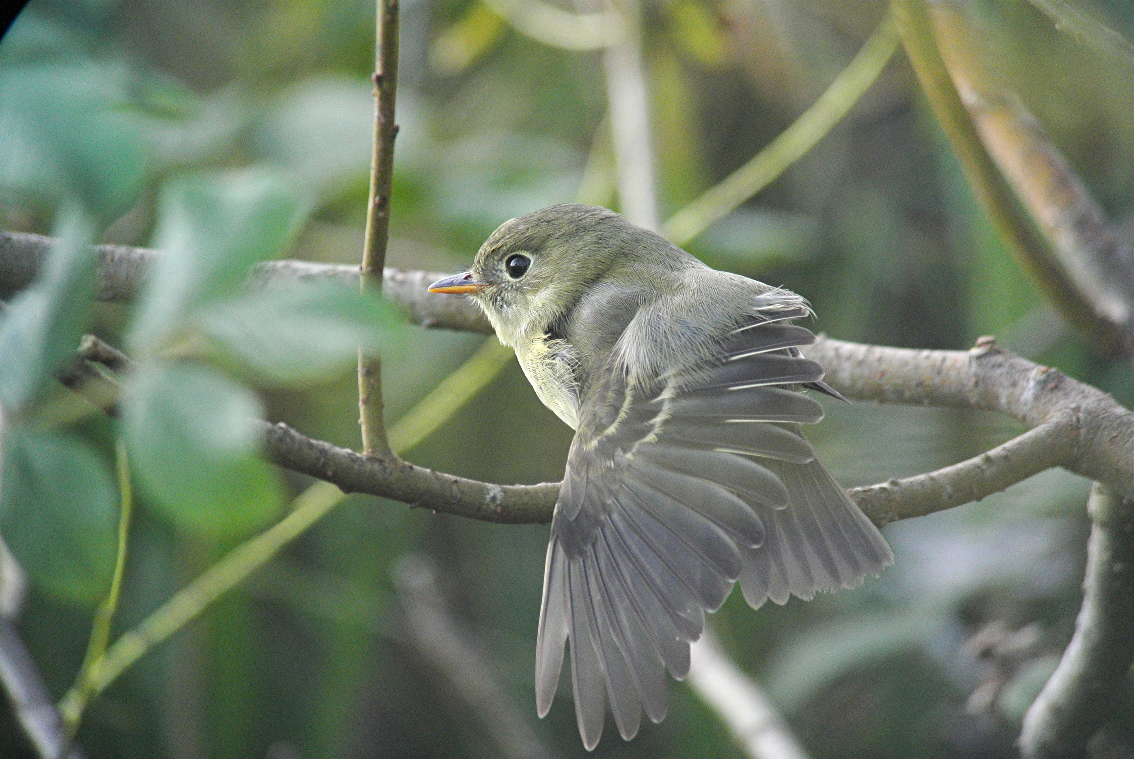 Details : Yellow-bellied Flycatcher - BirdGuides