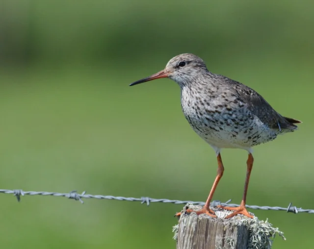 Details : Common Redshank - BirdGuides