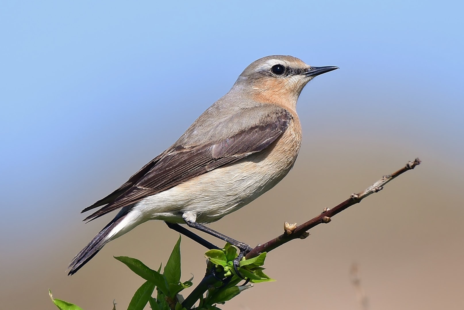 Northern Wheatear by Neil Rendall - BirdGuides