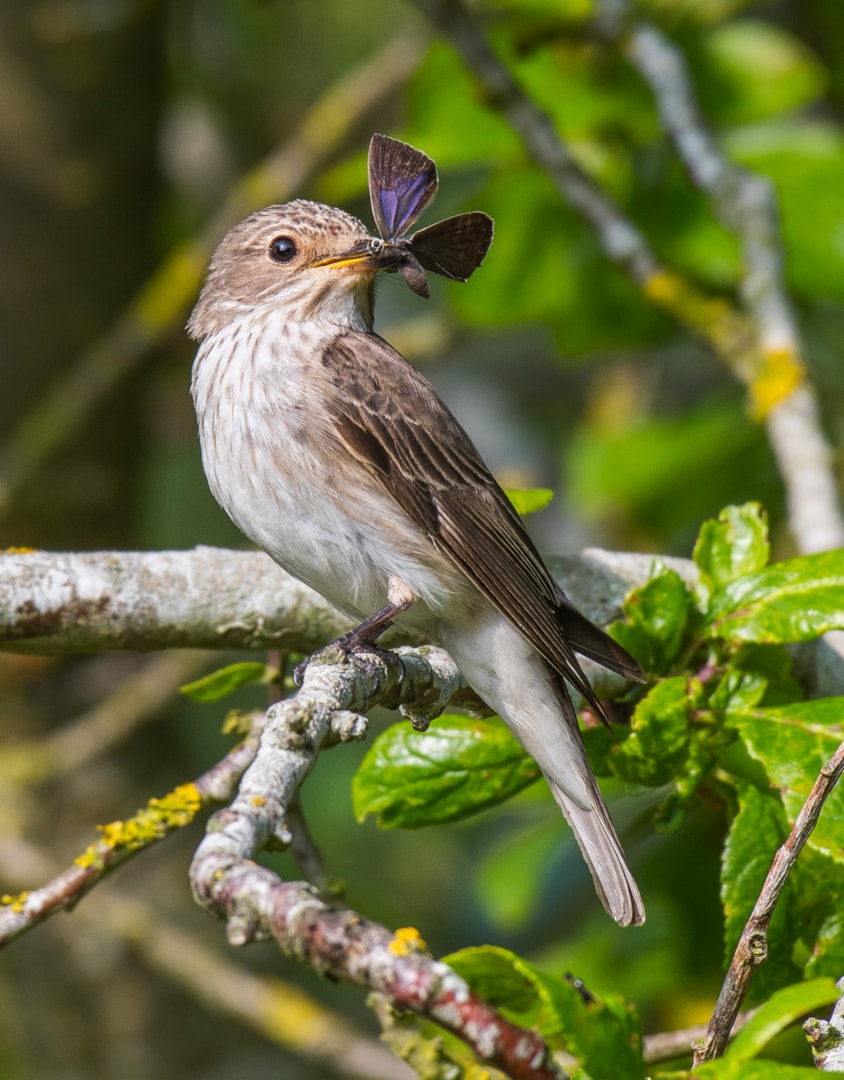 Spotted Flycatcher by Les Cater - BirdGuides
