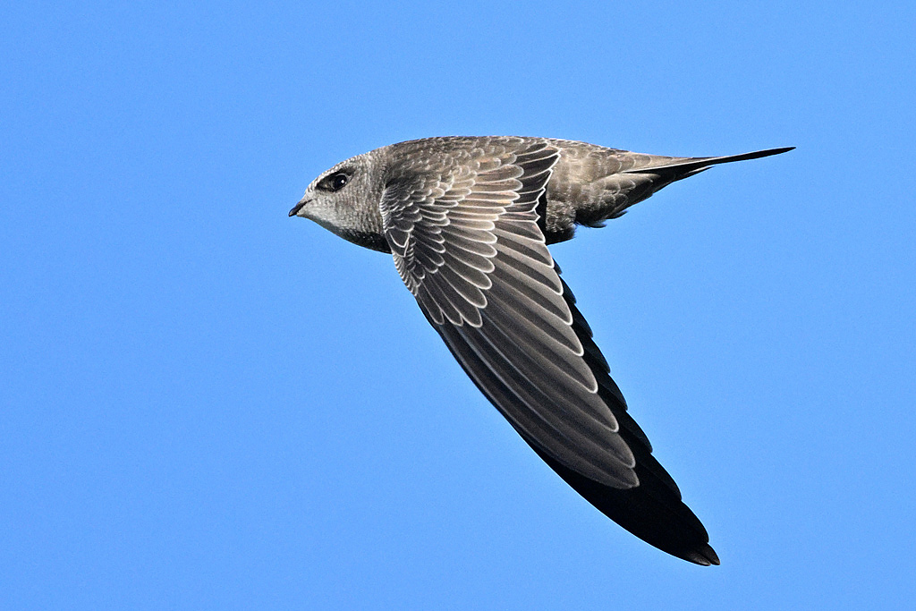 Pallid Swift by Ian Curran - BirdGuides