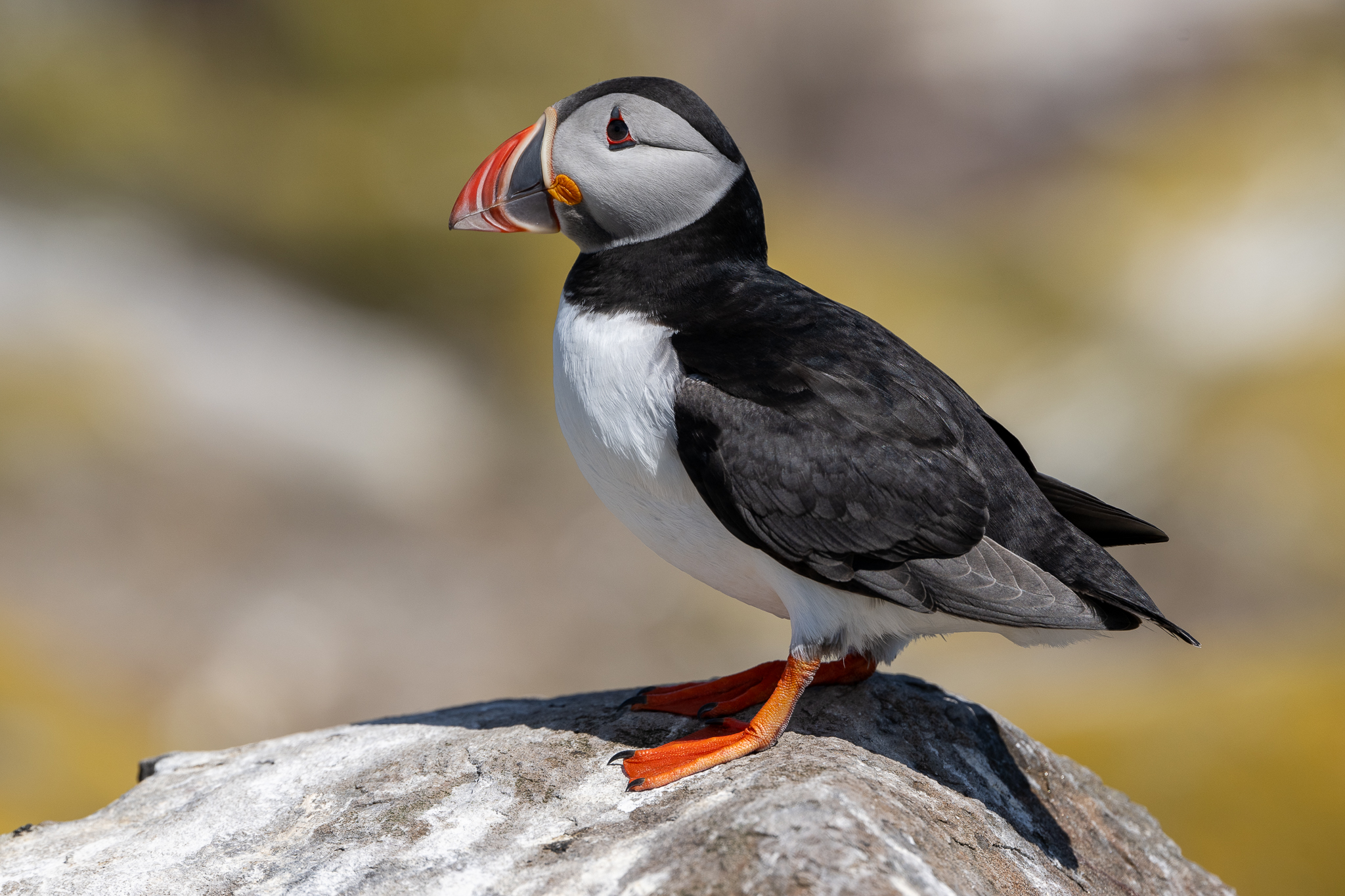 Record Puffin numbers counted on Skomer - BirdGuides