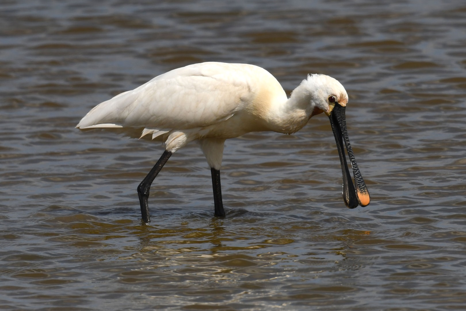 Eurasian Spoonbill by Nick Appleton - BirdGuides