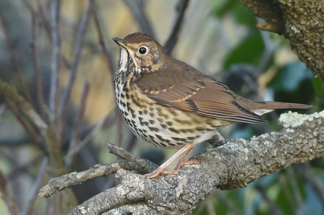 Song Thrush by Stephen Williams - BirdGuides