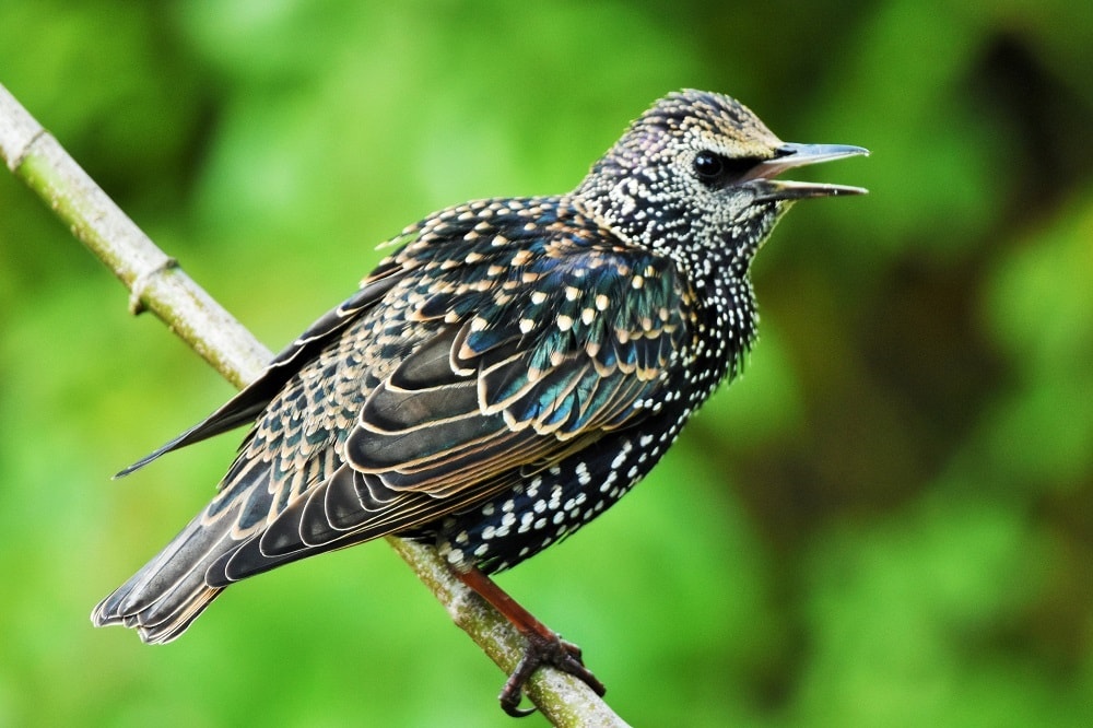Common Starling by Irene Harrison - BirdGuides