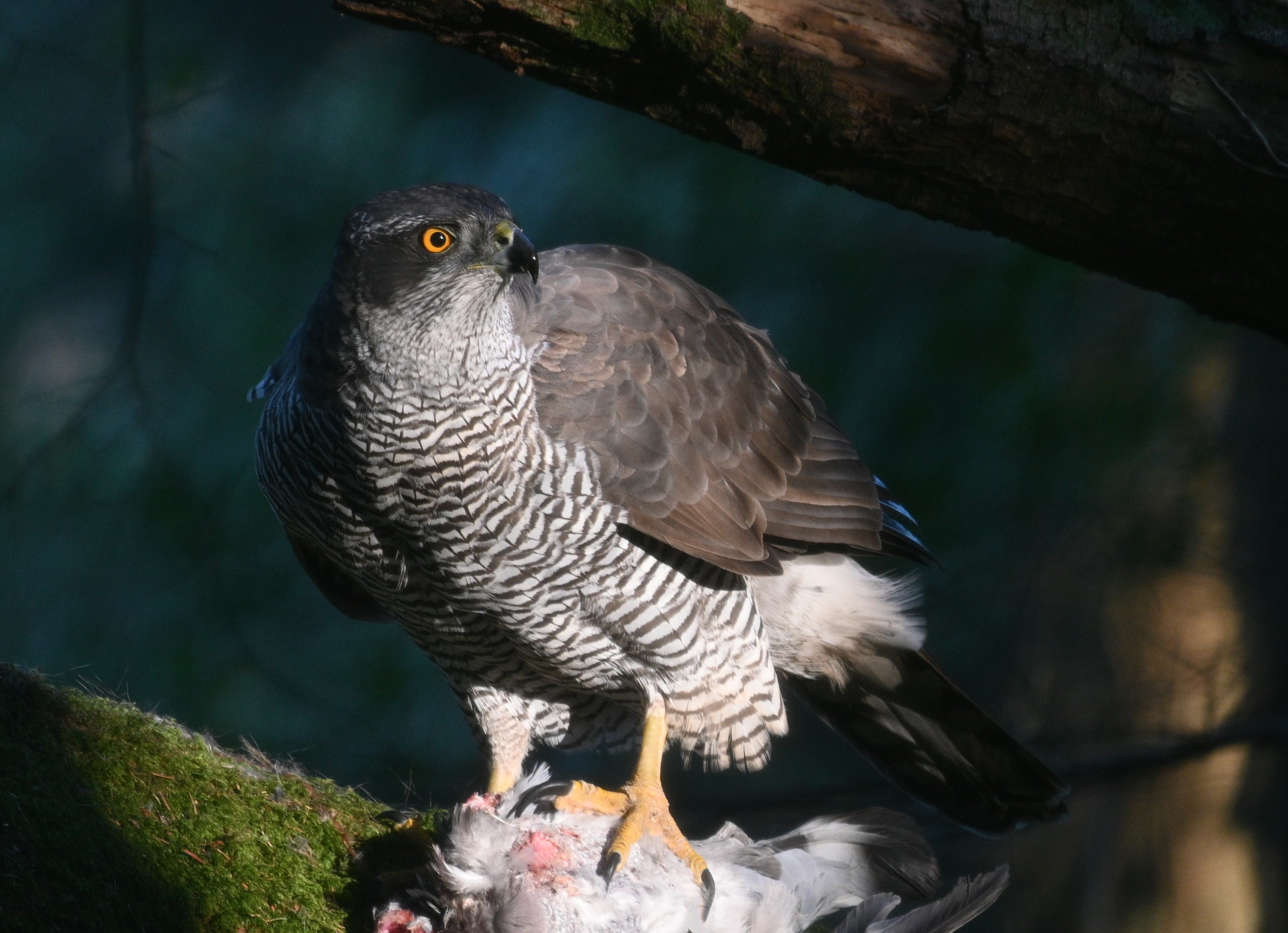Eurasian Goshawk by Robert Mitchell - BirdGuides