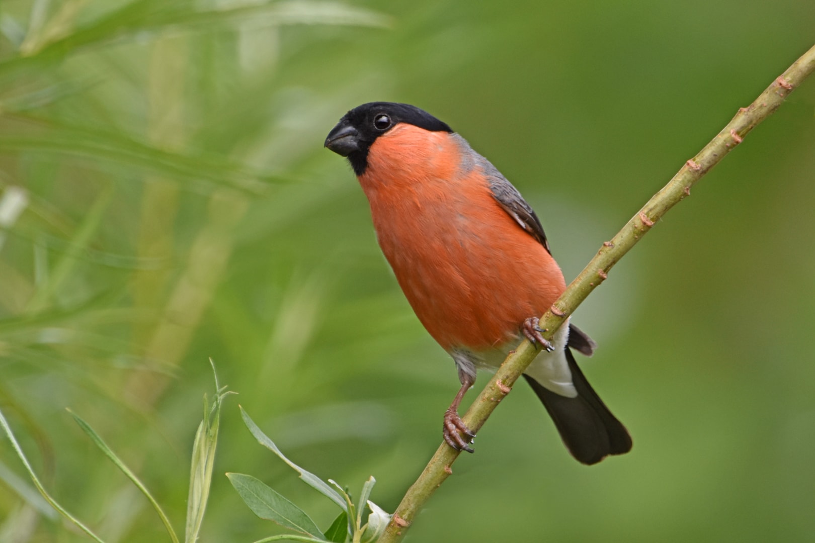 Eurasian Bullfinch by Neil Loverock - BirdGuides