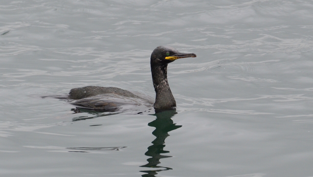 European Shag by Joe Graham - BirdGuides