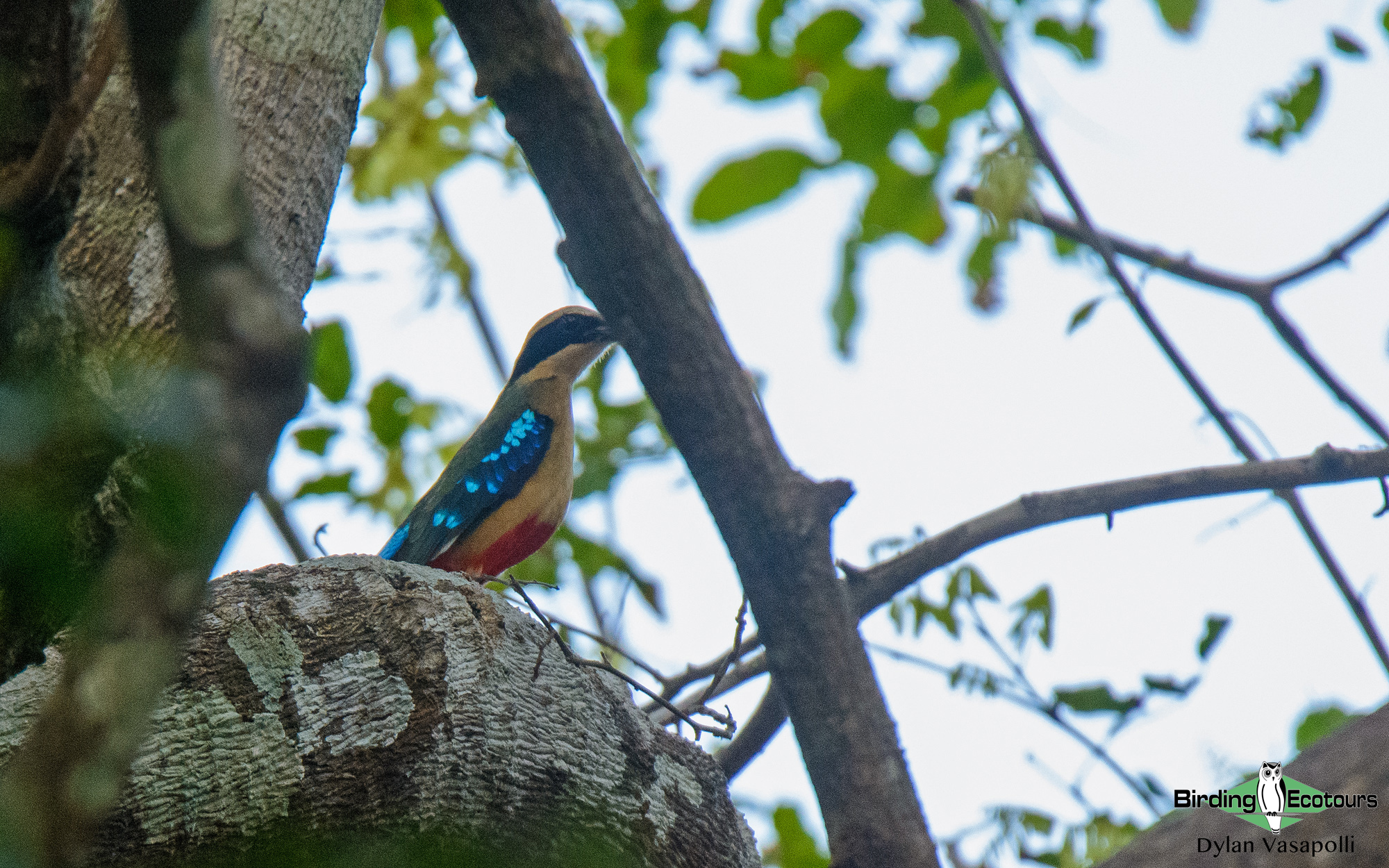 Details : African Pitta - BirdGuides