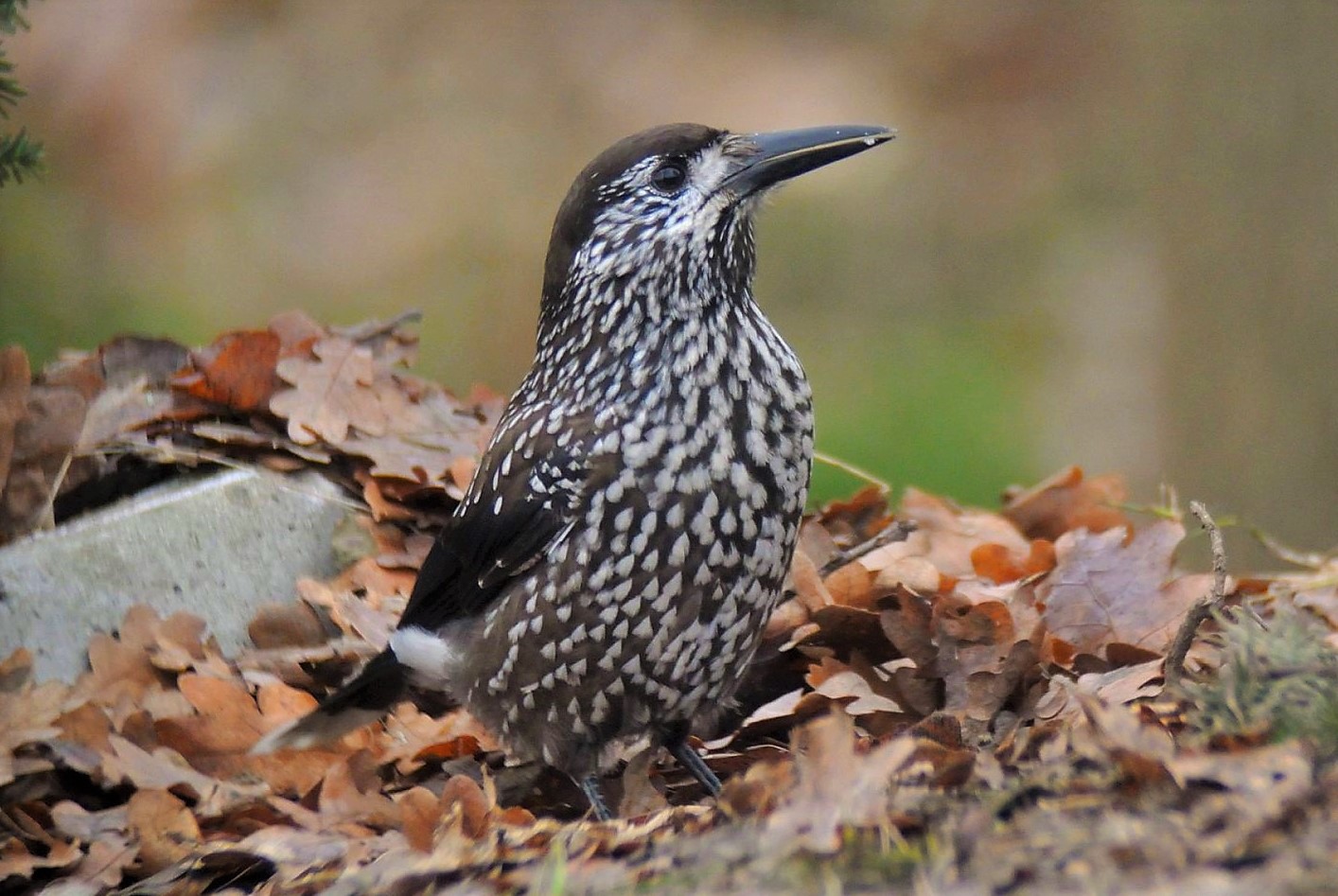 Nutcracker by Jonathan Theobald - BirdGuides