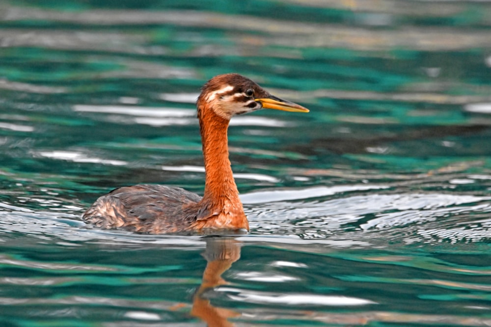 Grebe photo ID guide - BirdGuides