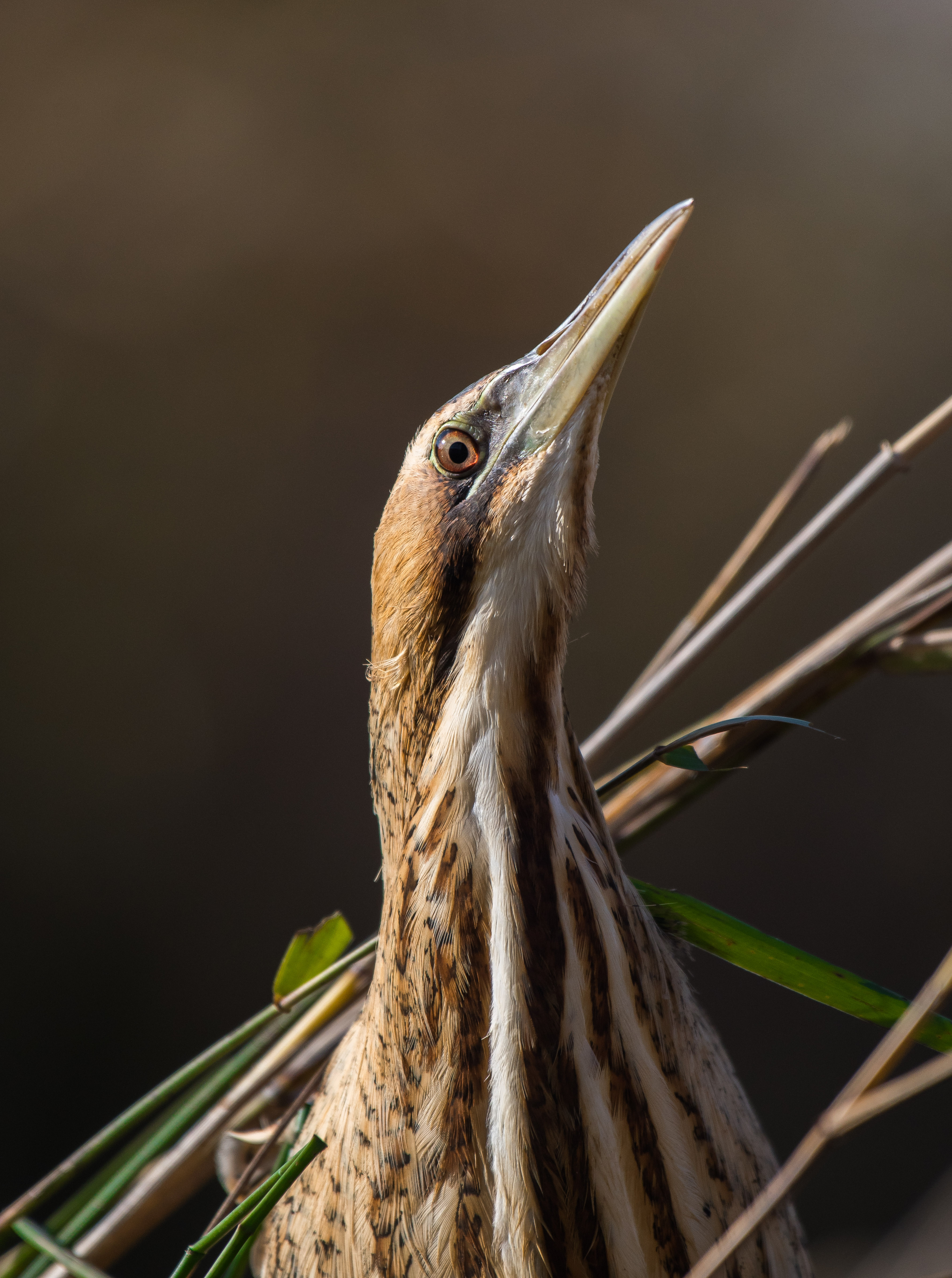 Details : Eurasian Bittern - BirdGuides