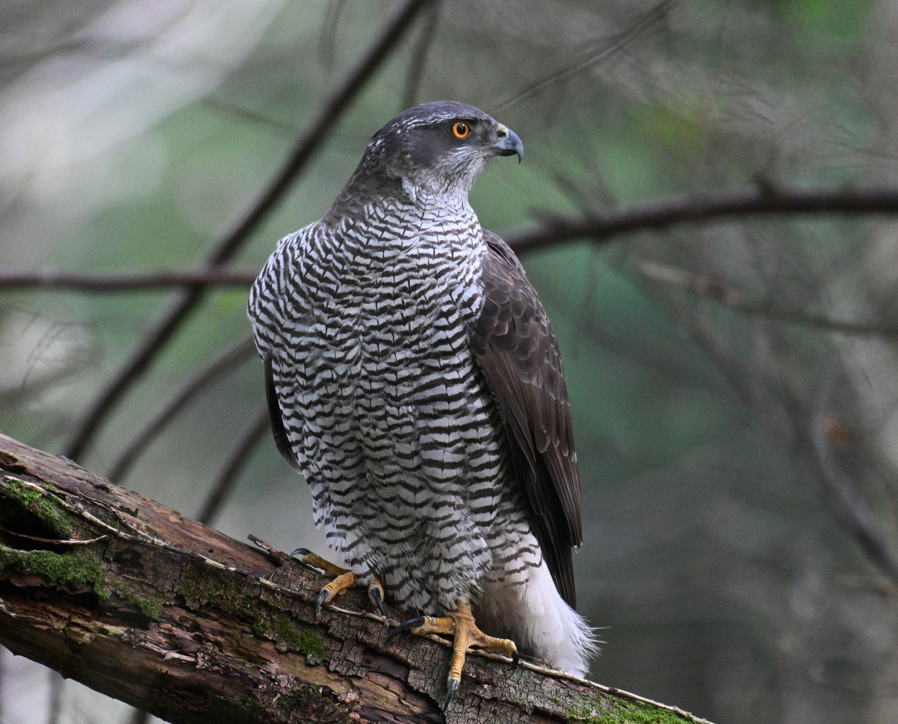 Eurasian Goshawk by Robert Mitchell - BirdGuides