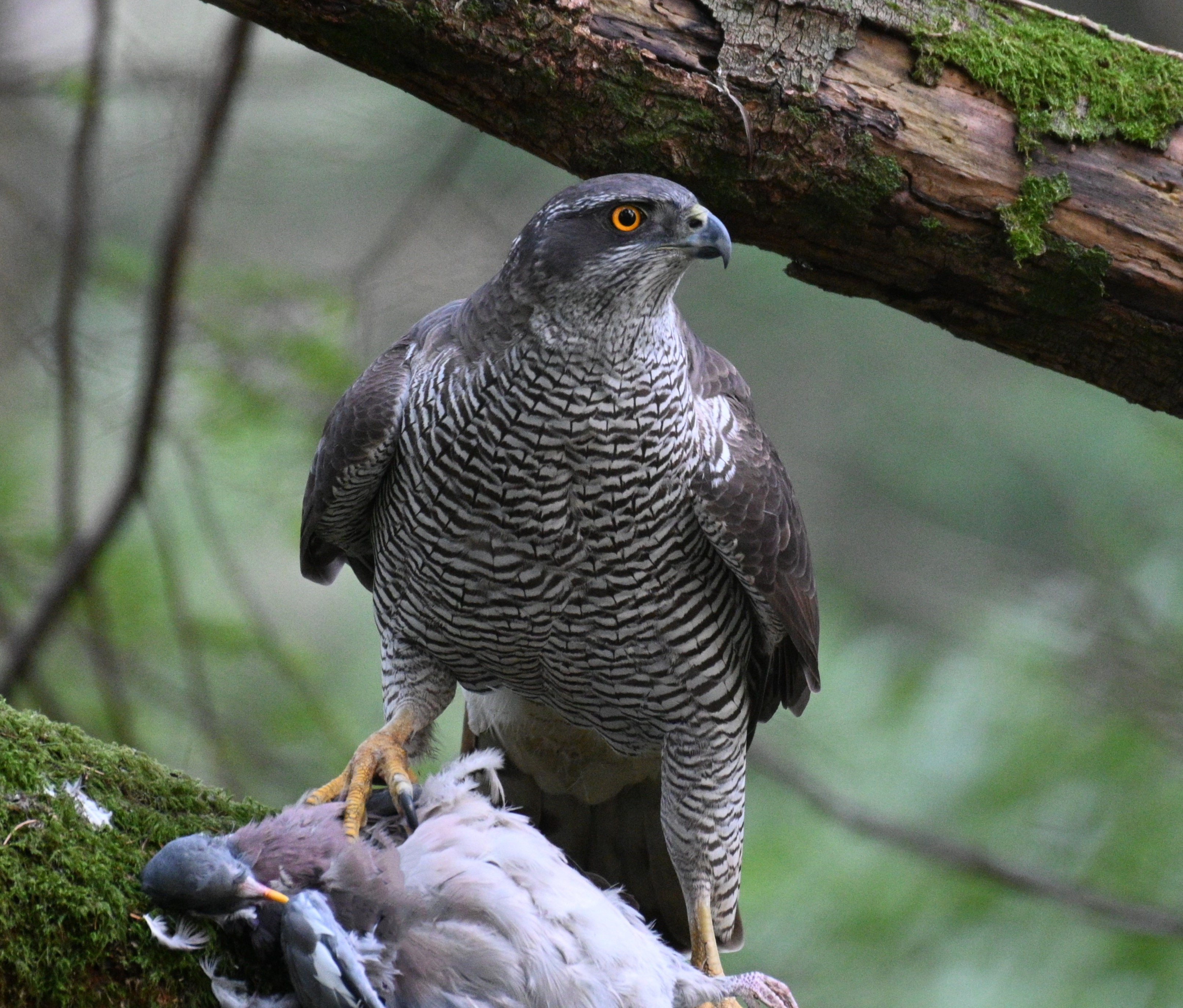 Eurasian Goshawk by Robert Mitchell - BirdGuides